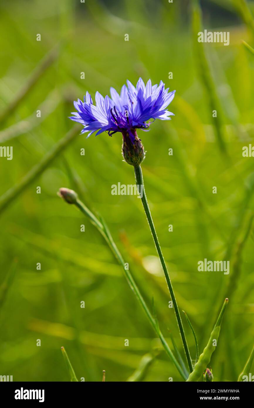 the blue cornflower centaurea cyanus is an edible plant Stock Photo - Alamy