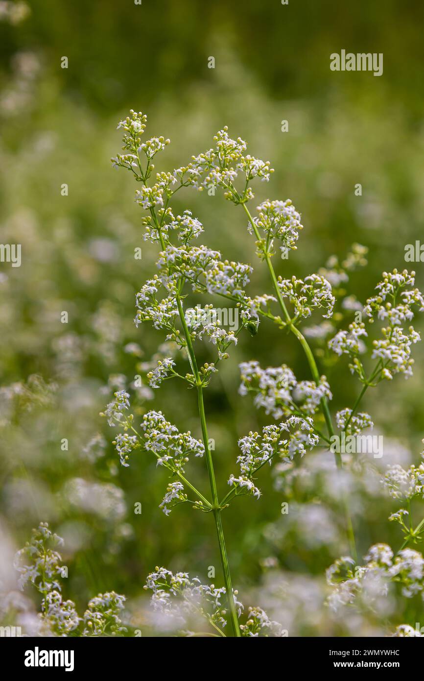 Beautiful blooming white bedstraw in June, galium album Stock Photo - Alamy