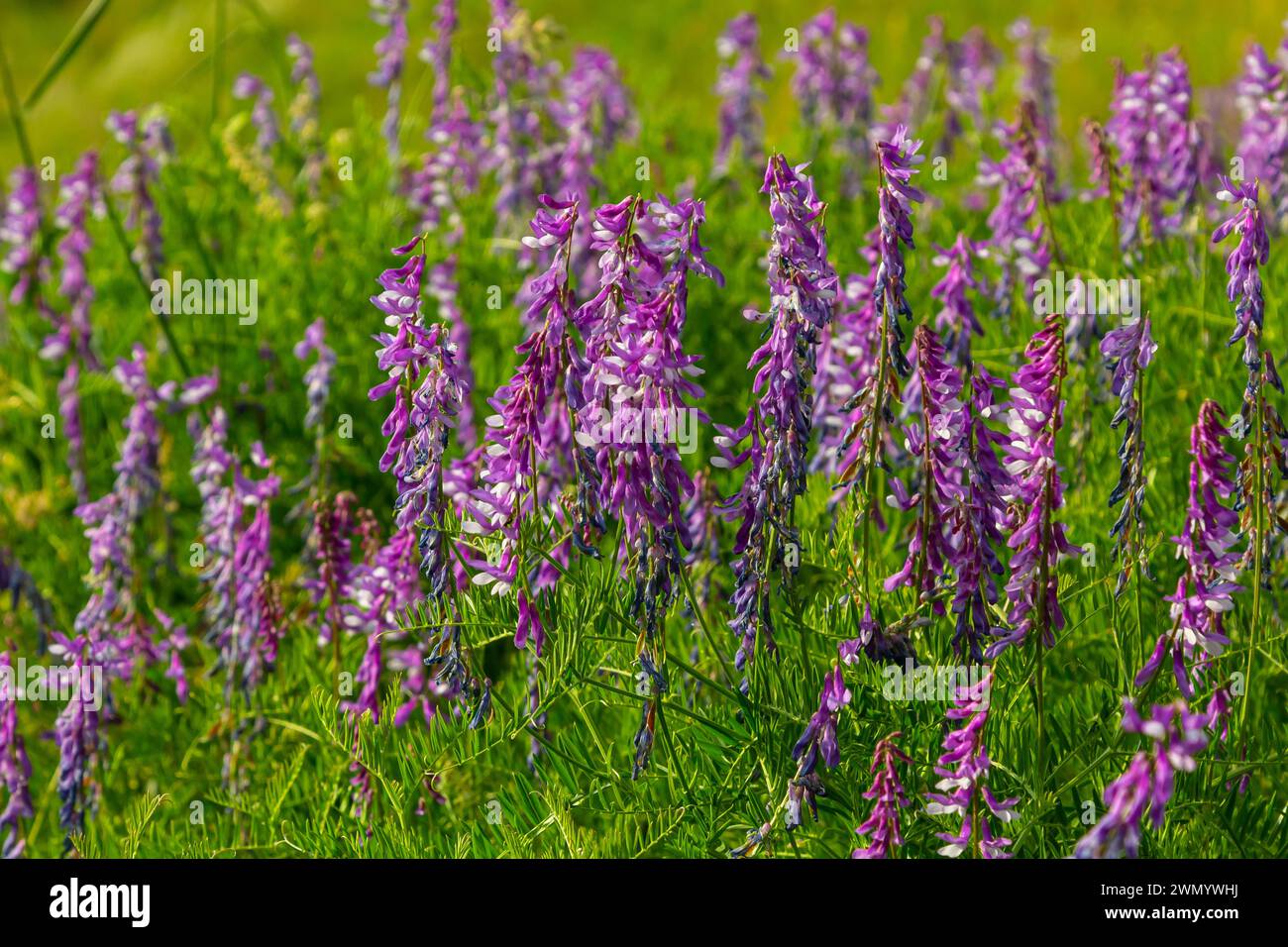 Vetch, vicia cracca valuable honey plant, fodder, and medicinal plant ...