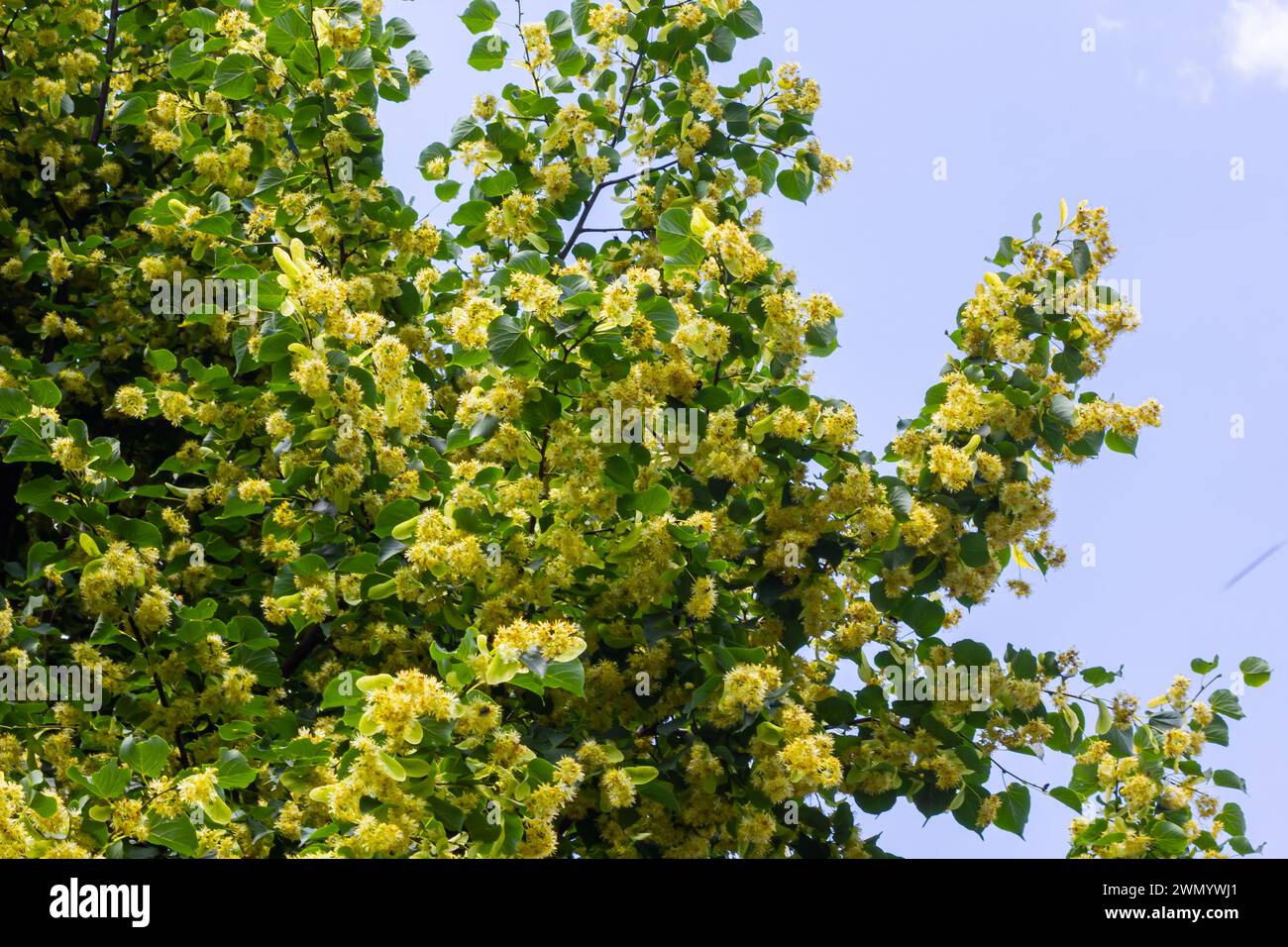 Linden tree flowers clusters tilia cordata, europea, small-leaved lime ...