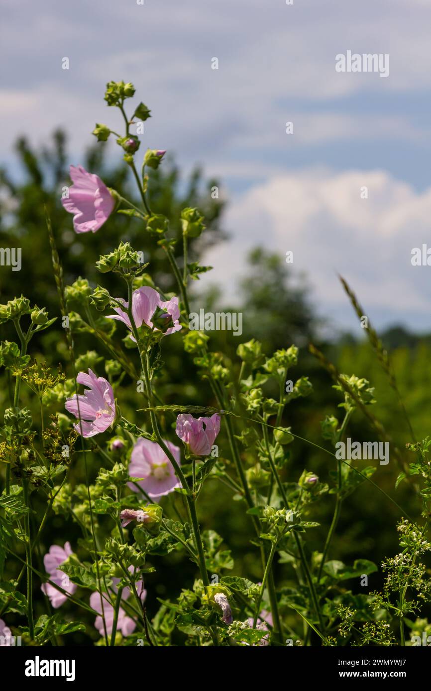White musk mallow flower hi-res stock photography and images - Alamy