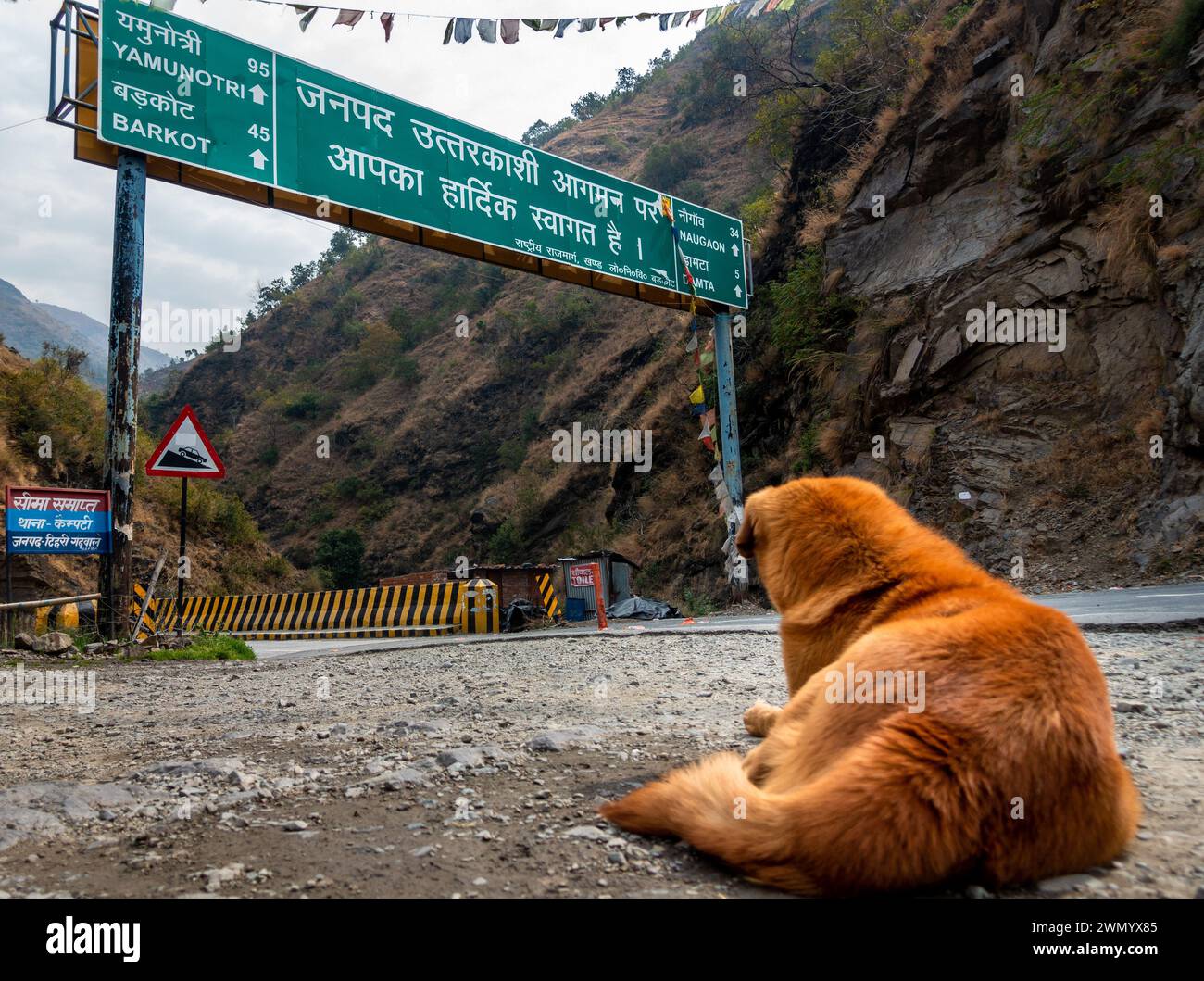 Feb.18th 2024, Uttarakhand India. Himalayan Hound: Welcome to ...