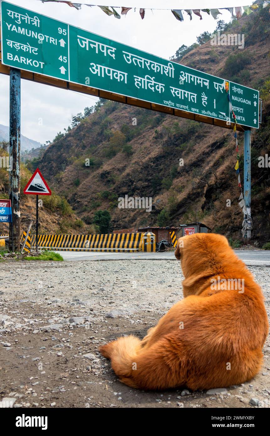 Feb.18th 2024, Uttarakhand India. Himalayan Hound: Welcome to ...