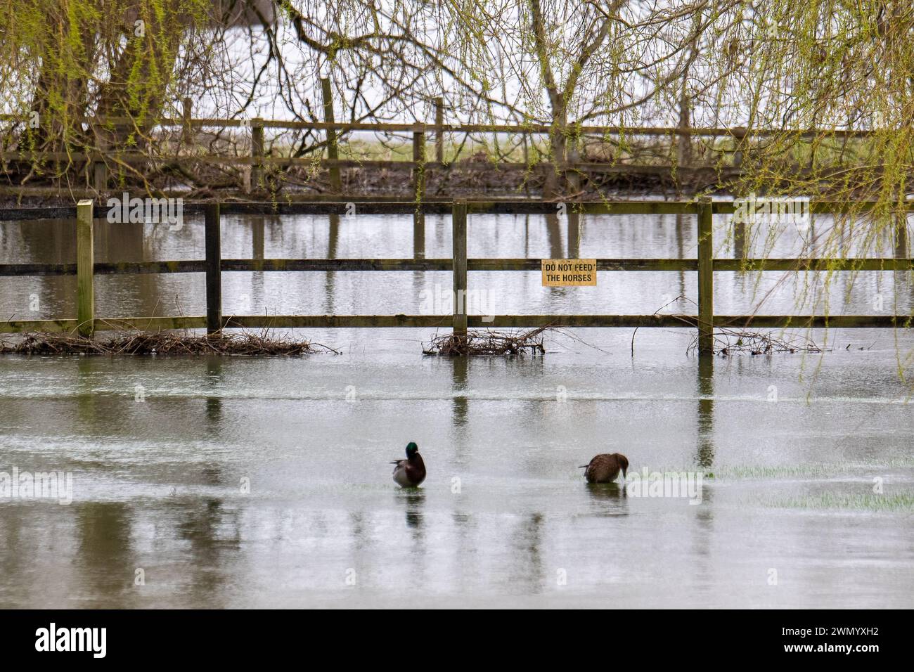 Sonning, Berkshire, UK. 28th February, 2024. The River Thames has burst ...