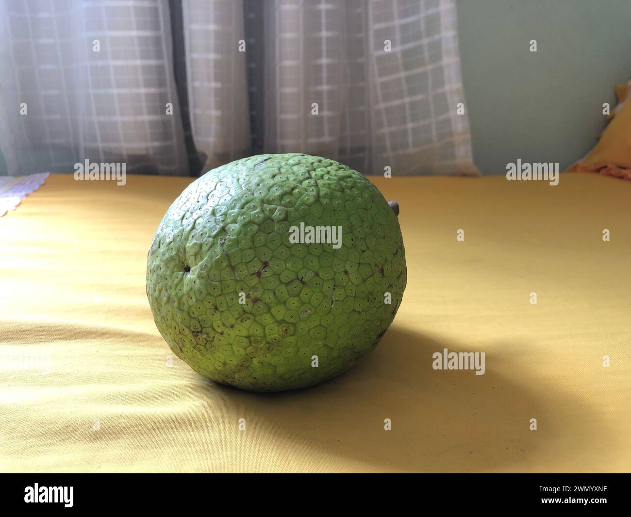 Breadfruit isolated and ready for consumption, fruit of the bread tree ...