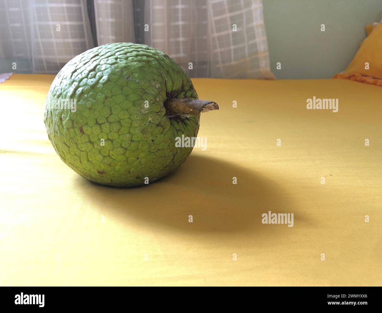Breadfruit isolated and ready for consumption, fruit of the bread tree ...