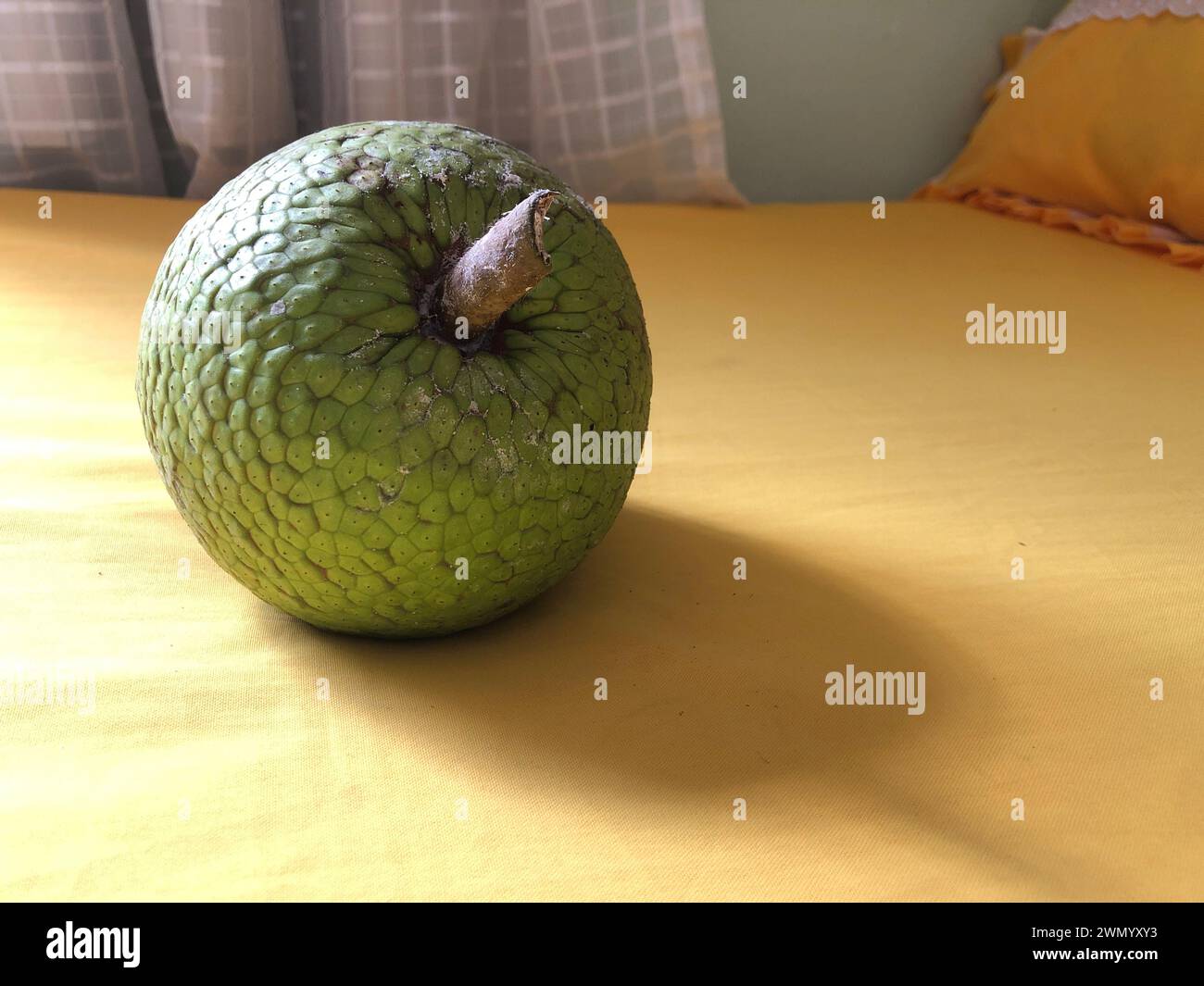 Breadfruit isolated and ready for consumption, fruit of the bread tree ...