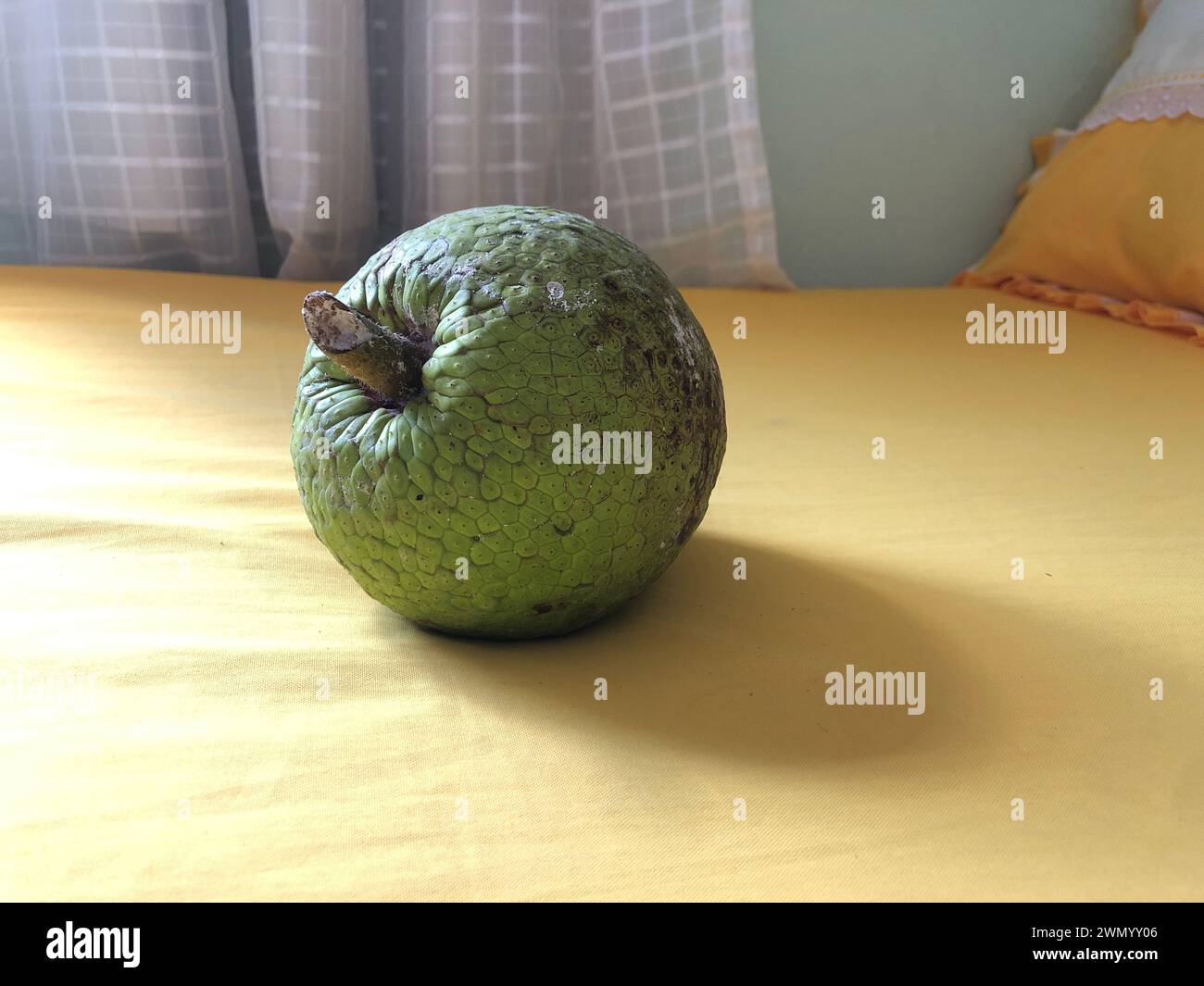Breadfruit isolated and ready for consumption, fruit of the bread tree ...