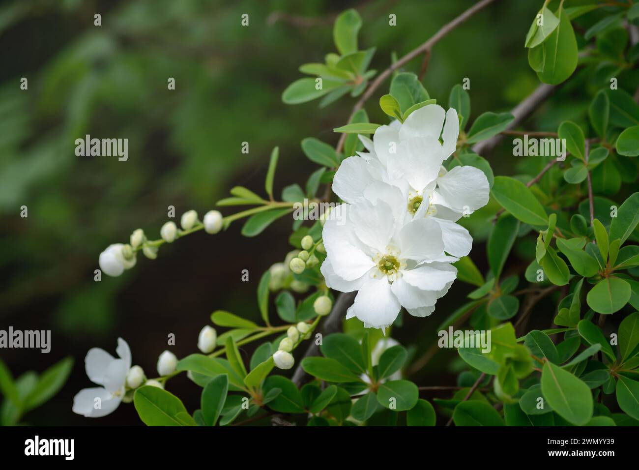 Mock orange shrub hi-res stock photography and images - Alamy