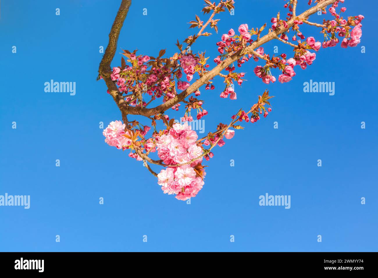 Several pink sakura flowers on a curved branch against a blue sky ...