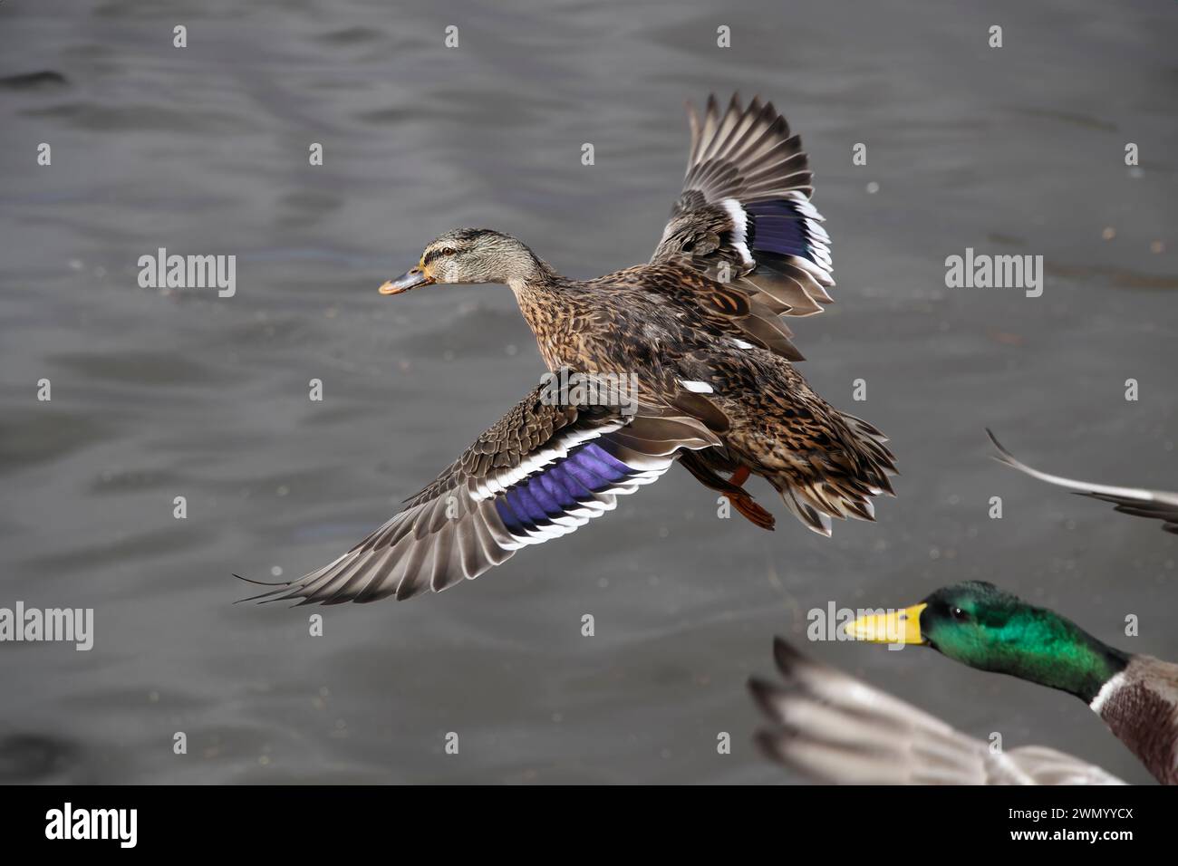 Wild female duck hi-res stock photography and images - Alamy