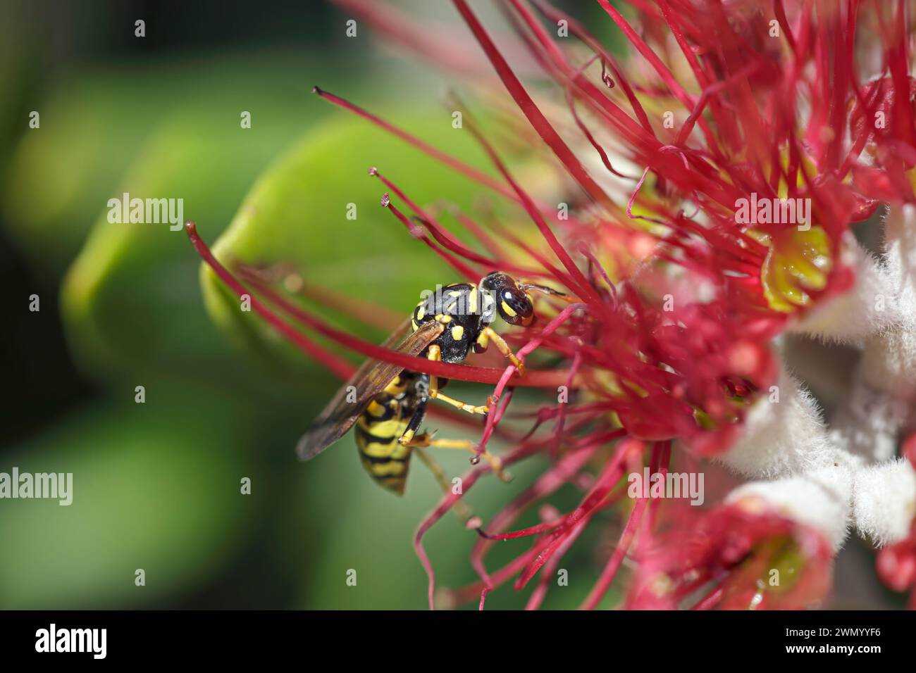 Big stamen hi-res stock photography and images - Alamy