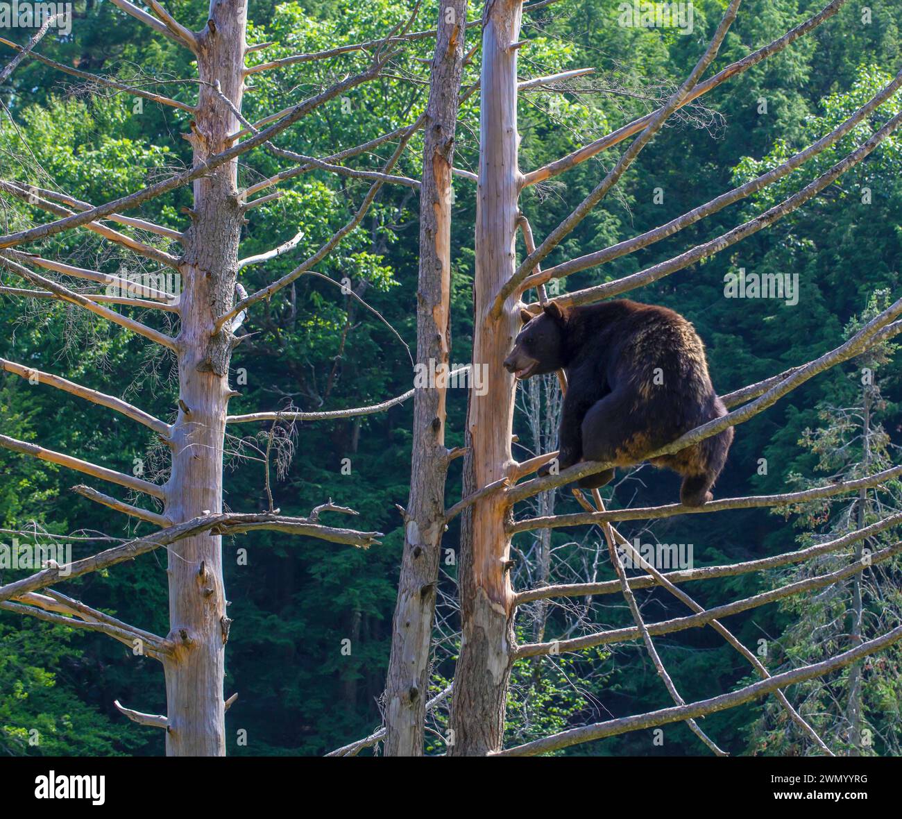 Cub resting on branch tree hi-res stock photography and images - Alamy