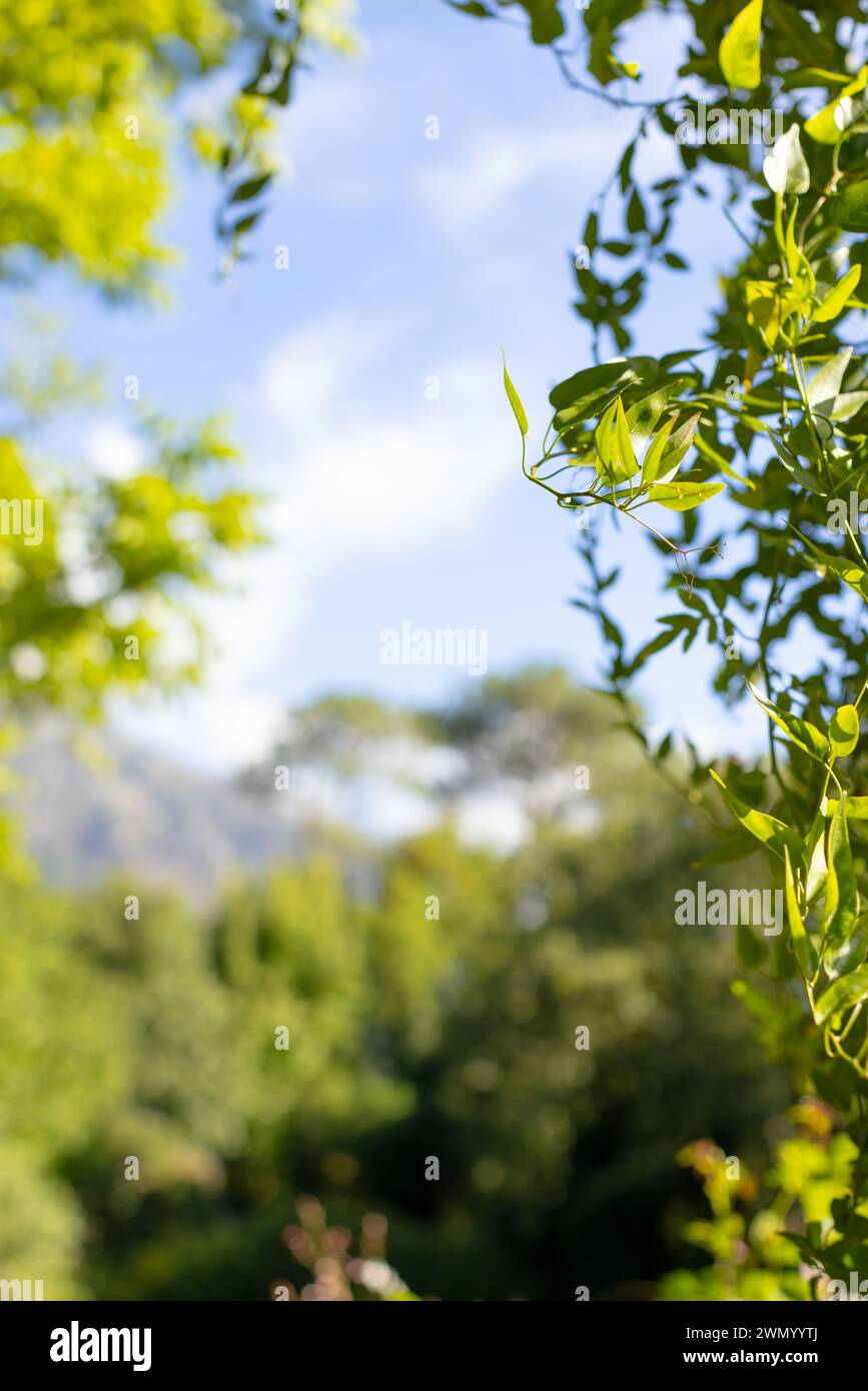 Sunlight natural focus hi-res stock photography and images - Alamy