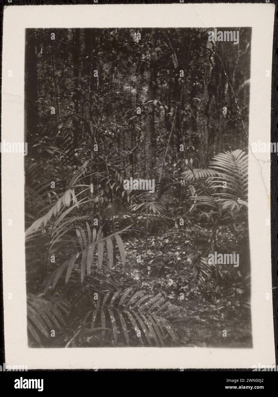District of [Paracale], Island of Luzon, P.I. jungle scene. District of ...