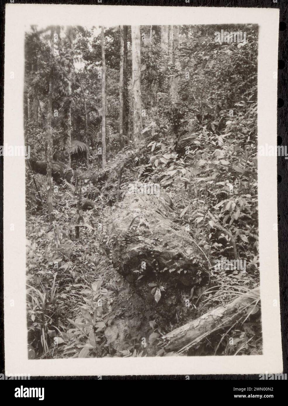 District of [Paracale], Island of Luzon, P.I. jungle scene. District of ...