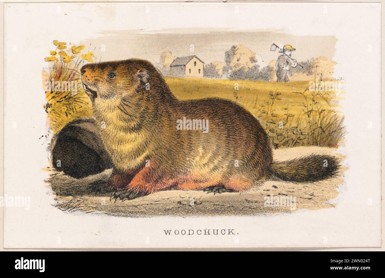 Arts department woodchucks hi-res stock photography and images - Alamy