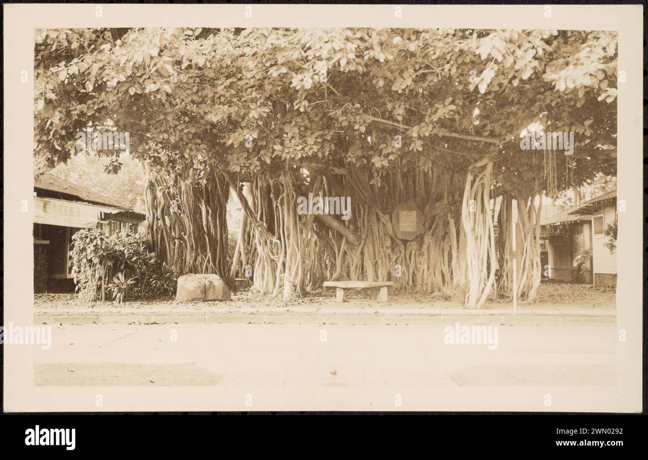 Banyou tree, Bishop Museum. Banyou tree, Bishop Museum Stock Photo - Alamy