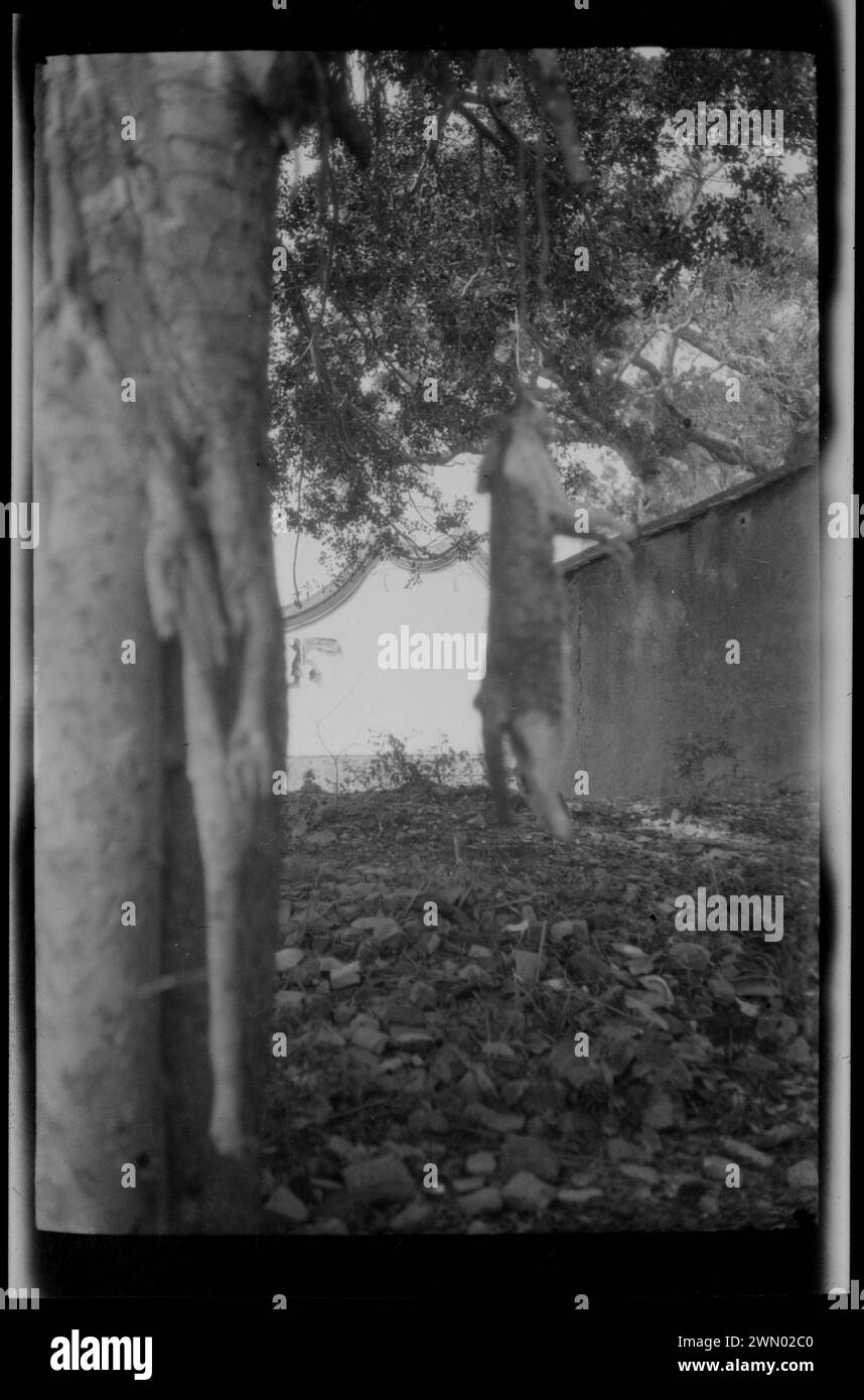 Dead cat hung in a tree for protection. Dead cat hung in a tree for ...
