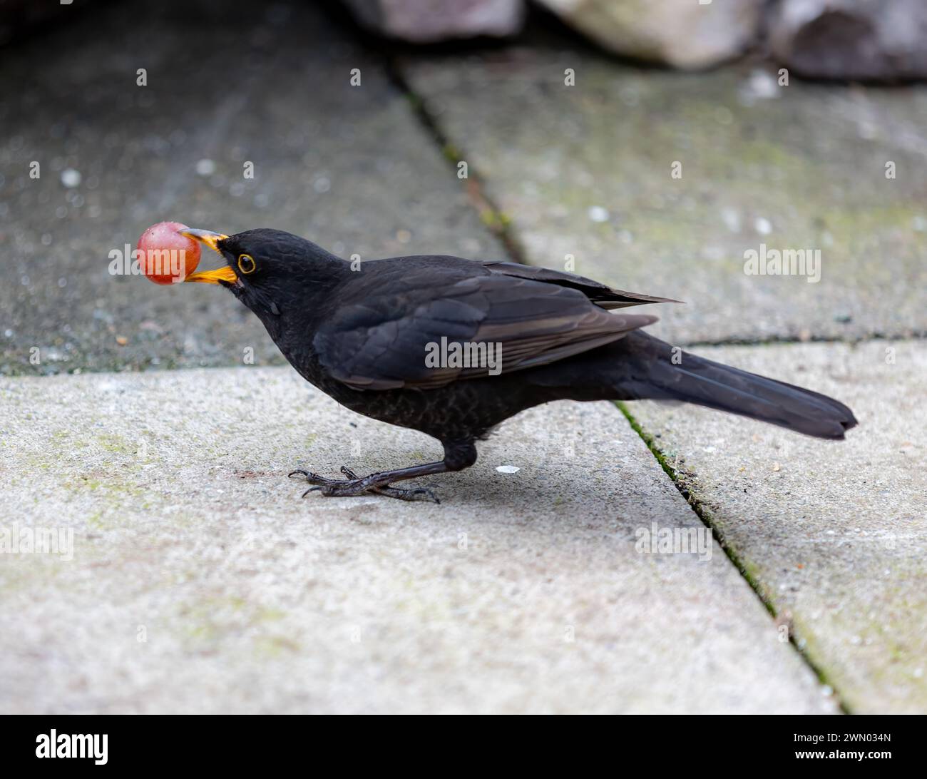 A Blackbird holding a red ball in beak Stock Photo - Alamy