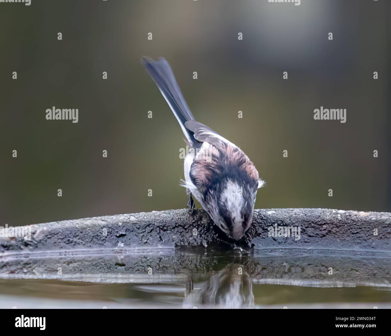 A Long-tailed tit bird drinking water Stock Photo - Alamy