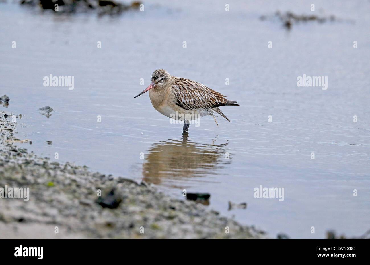 Bar Tailed Godwit (Limosa lapponica Stock Photo - Alamy