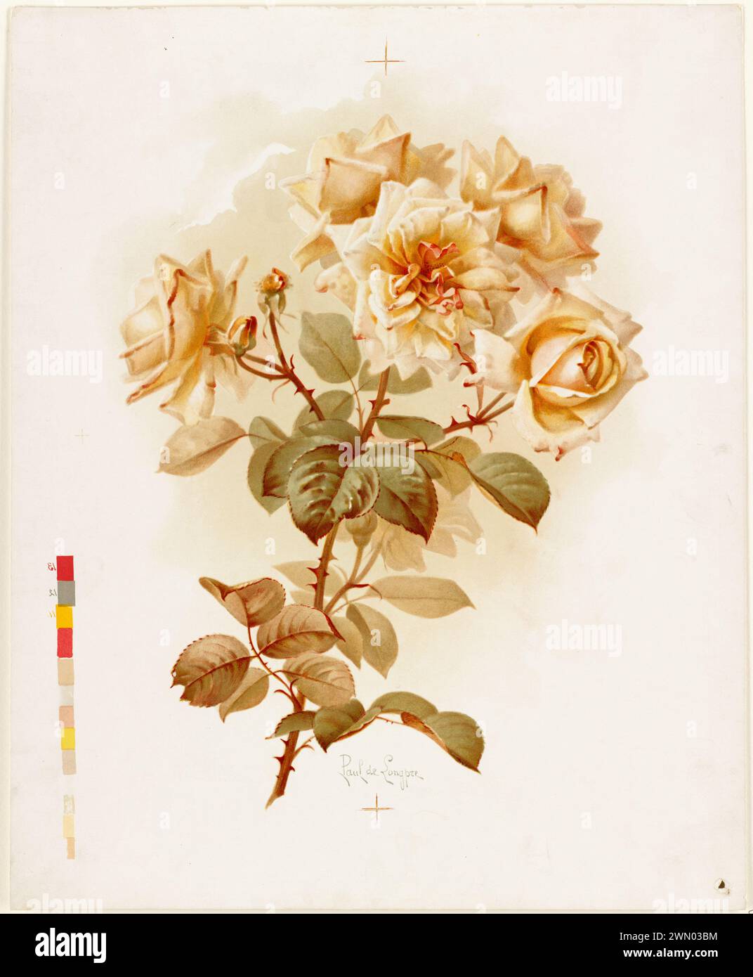 Yellow roses; Reve D'or roses. Yellow roses; Reve D'or roses Stock ...