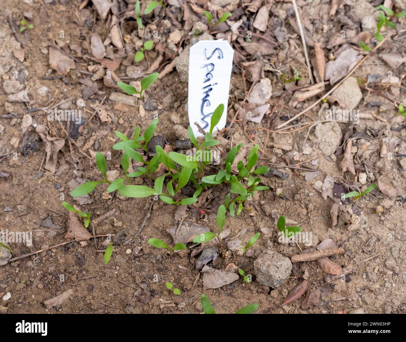 Spinach growing in the vegetable garden. Germination of spinach seeds ...