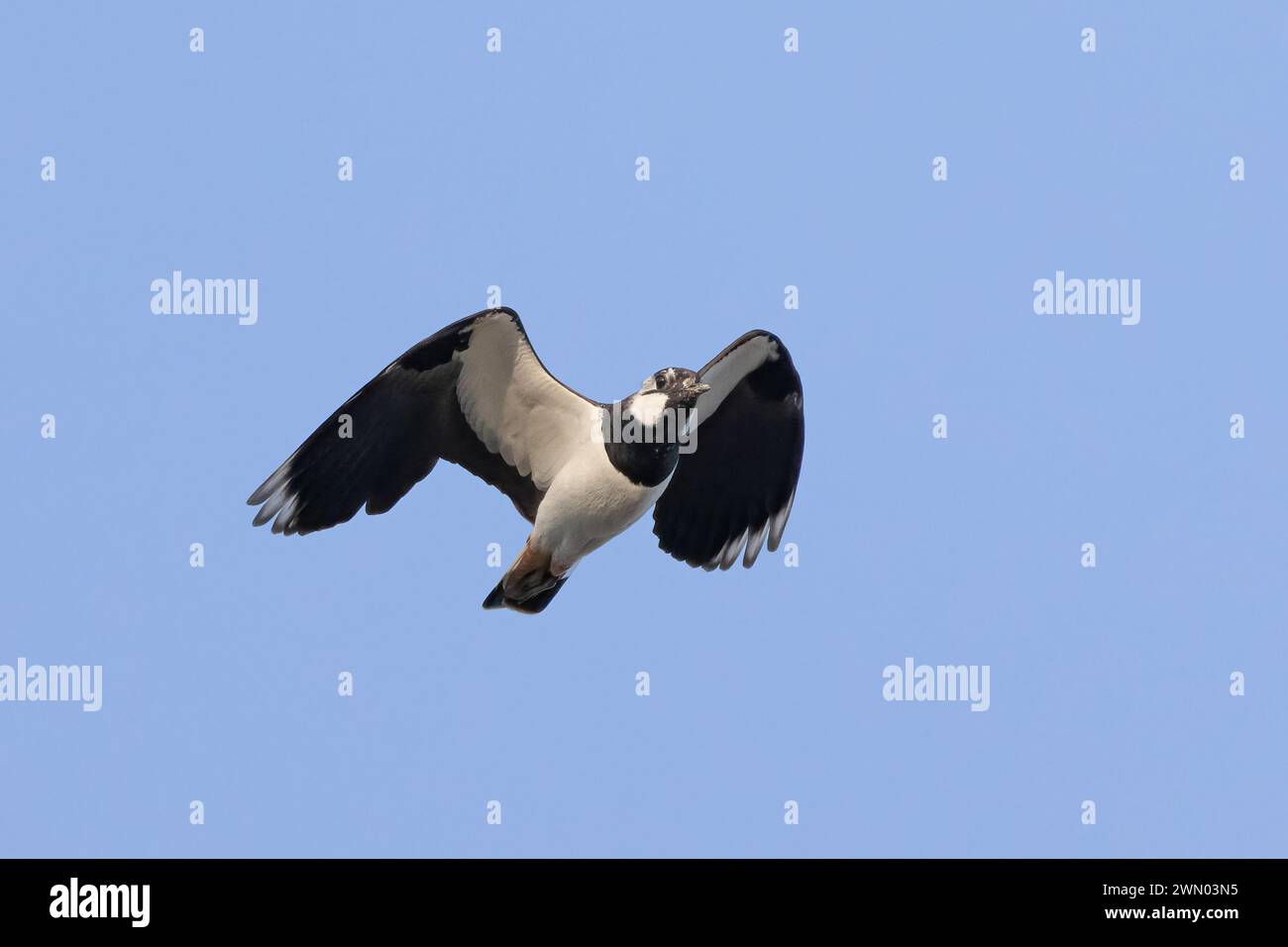 Lapwing migration hi-res stock photography and images - Alamy