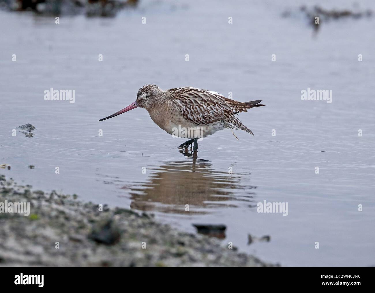 Bar Tailed Godwit (Limosa lapponica Stock Photo - Alamy