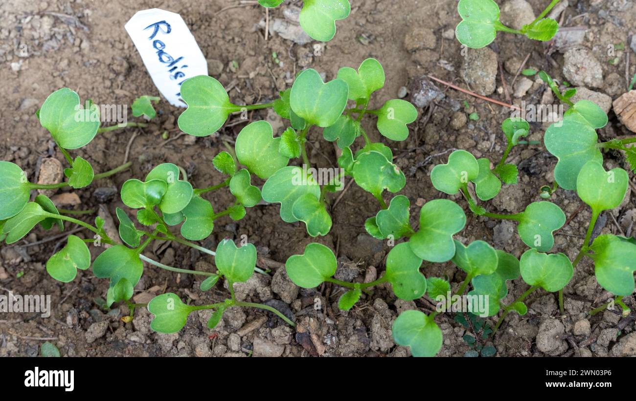 Radish seeds sprouting in the soil Stock Photo - Alamy