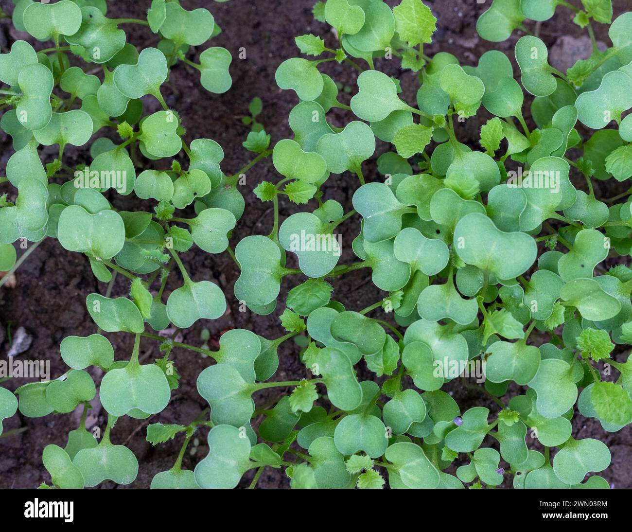 Radish seeds germination top view Stock Photo - Alamy