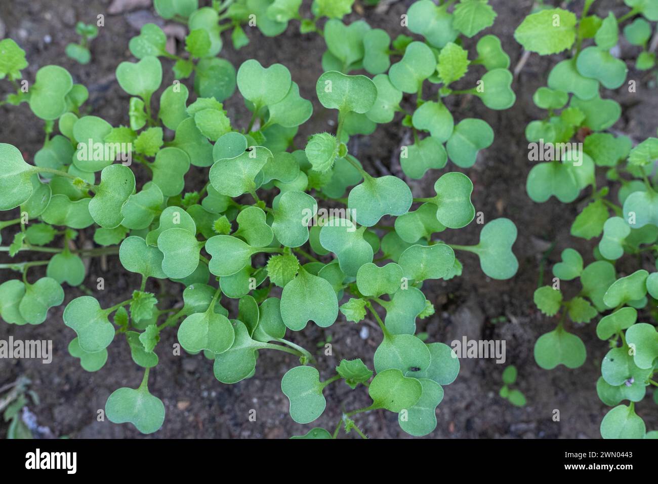Mustard crop growing in the farm Stock Photo - Alamy