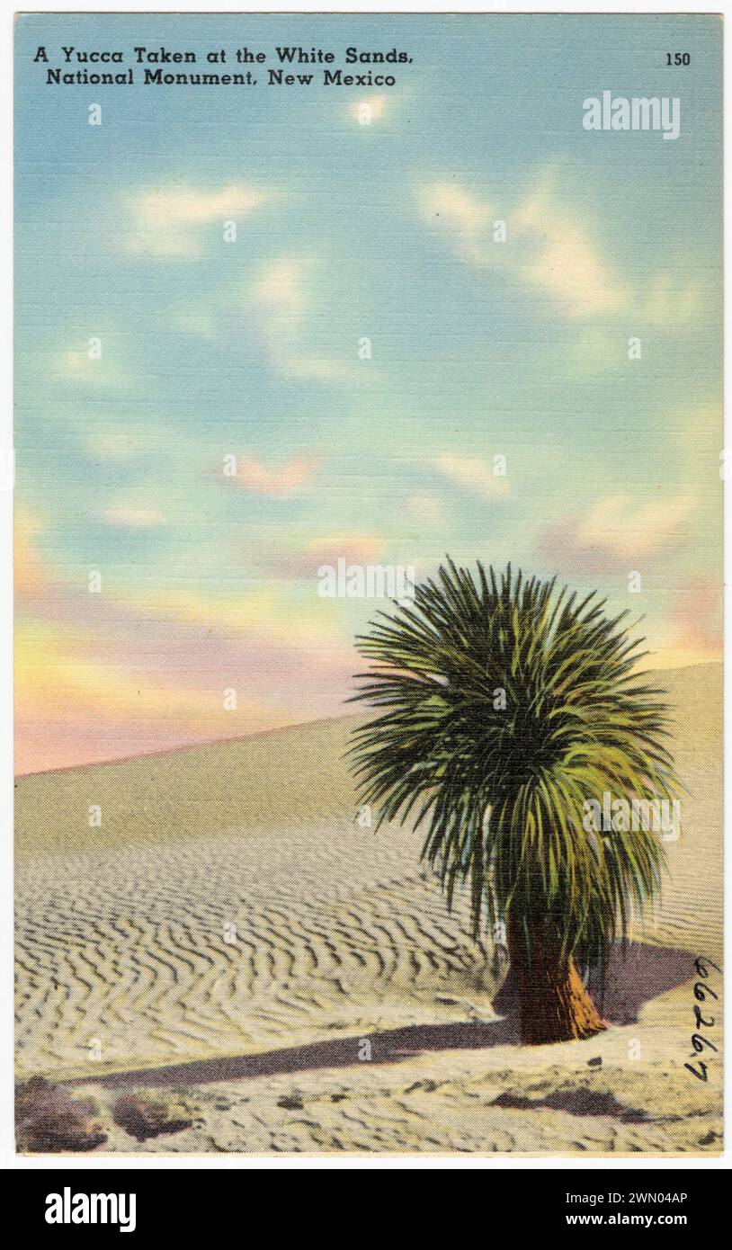 A yucca taken at the White Sands, National Monument, New Mexico. A ...