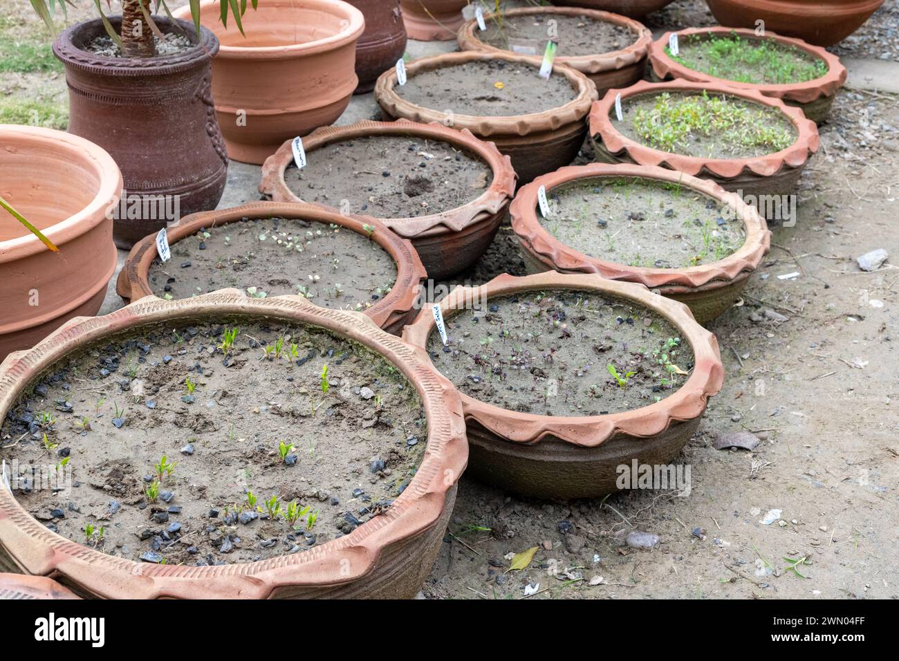 Growing vegetables in large clay pots. Container gardening concept ...