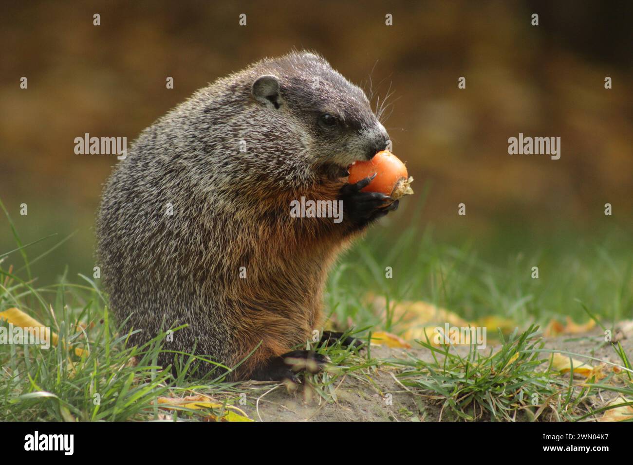 Marmotte commune au Zoo sauvage de Saint-Félicien, Groundhog, woodchuck ...