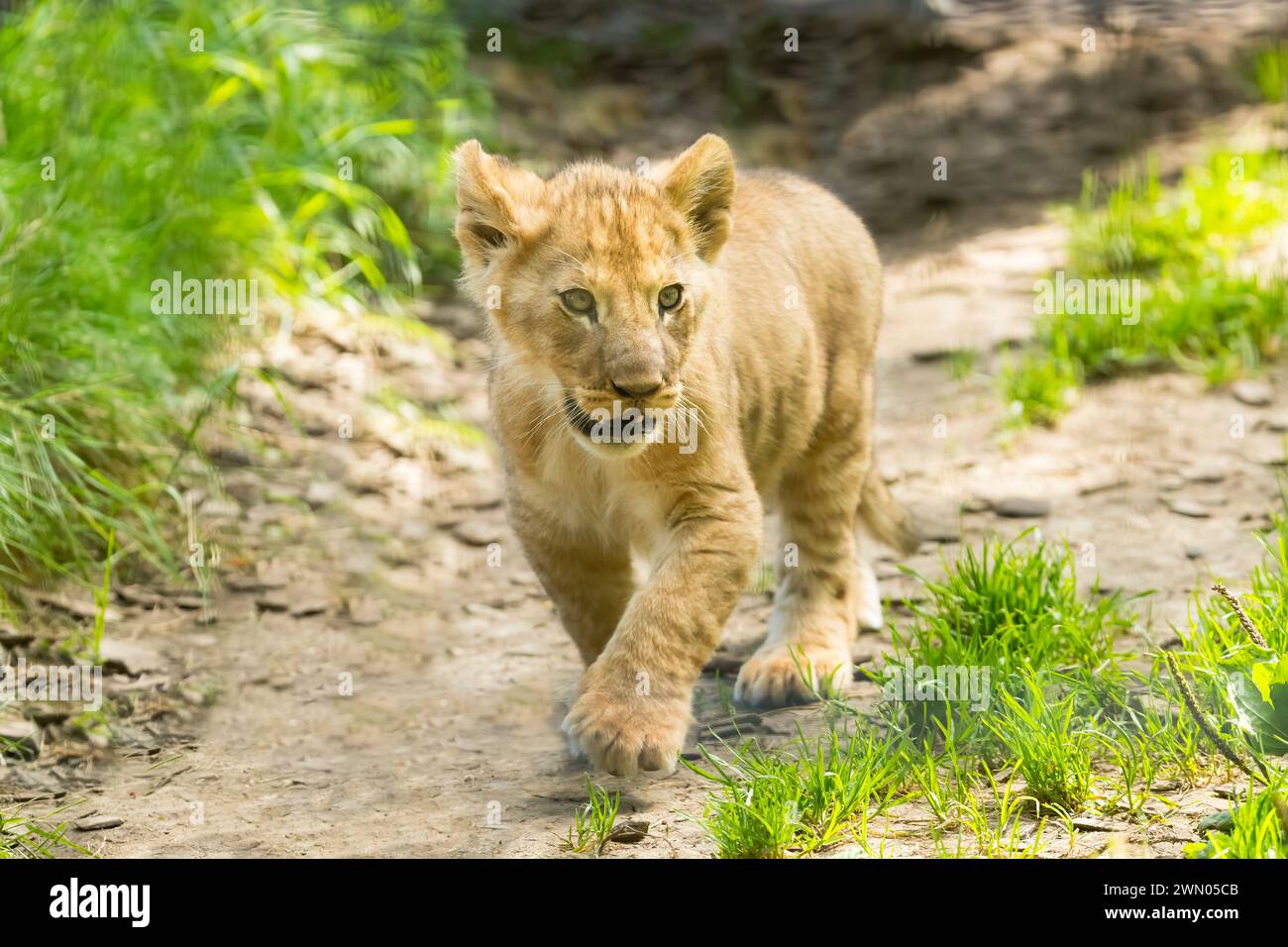 Lion (Panthera leo) Lion Cub walking along a path Stock Photo - Alamy