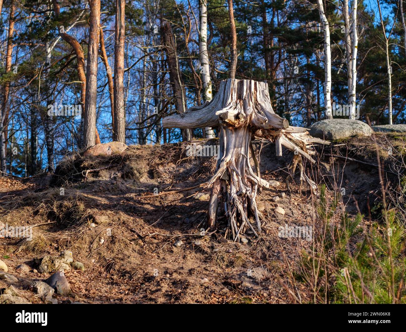 Erosion tree roots shoreline hi-res stock photography and images - Alamy