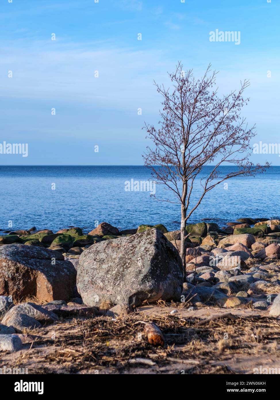 Erosion tree roots shoreline hi-res stock photography and images - Alamy