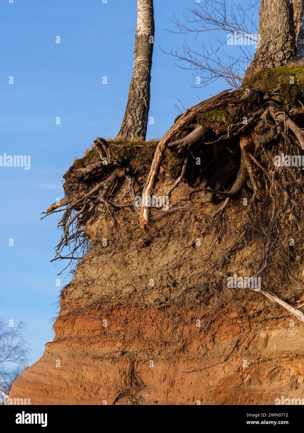 Hanging roots hi-res stock photography and images - Alamy