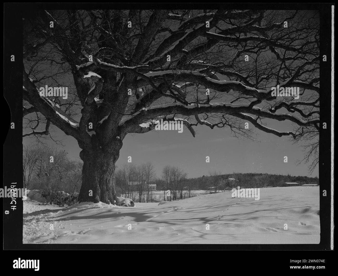 Tree, Ipswich. Tree, Ipswich Stock Photo - Alamy