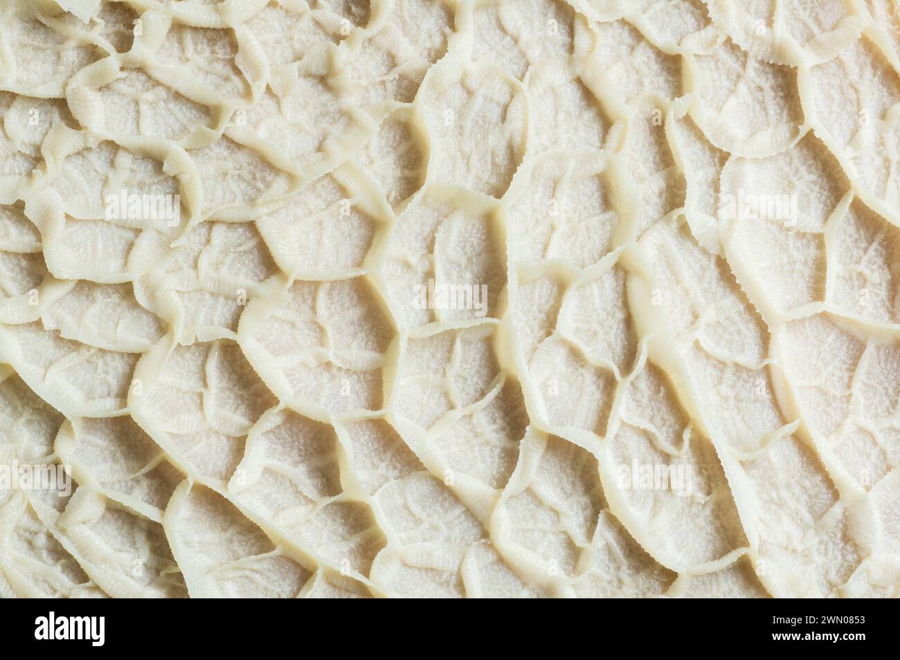 Rumen hi-res stock photography and images - Alamy