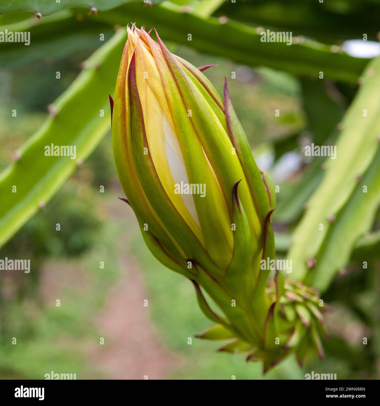 Pitaya flower hi-res stock photography and images - Alamy