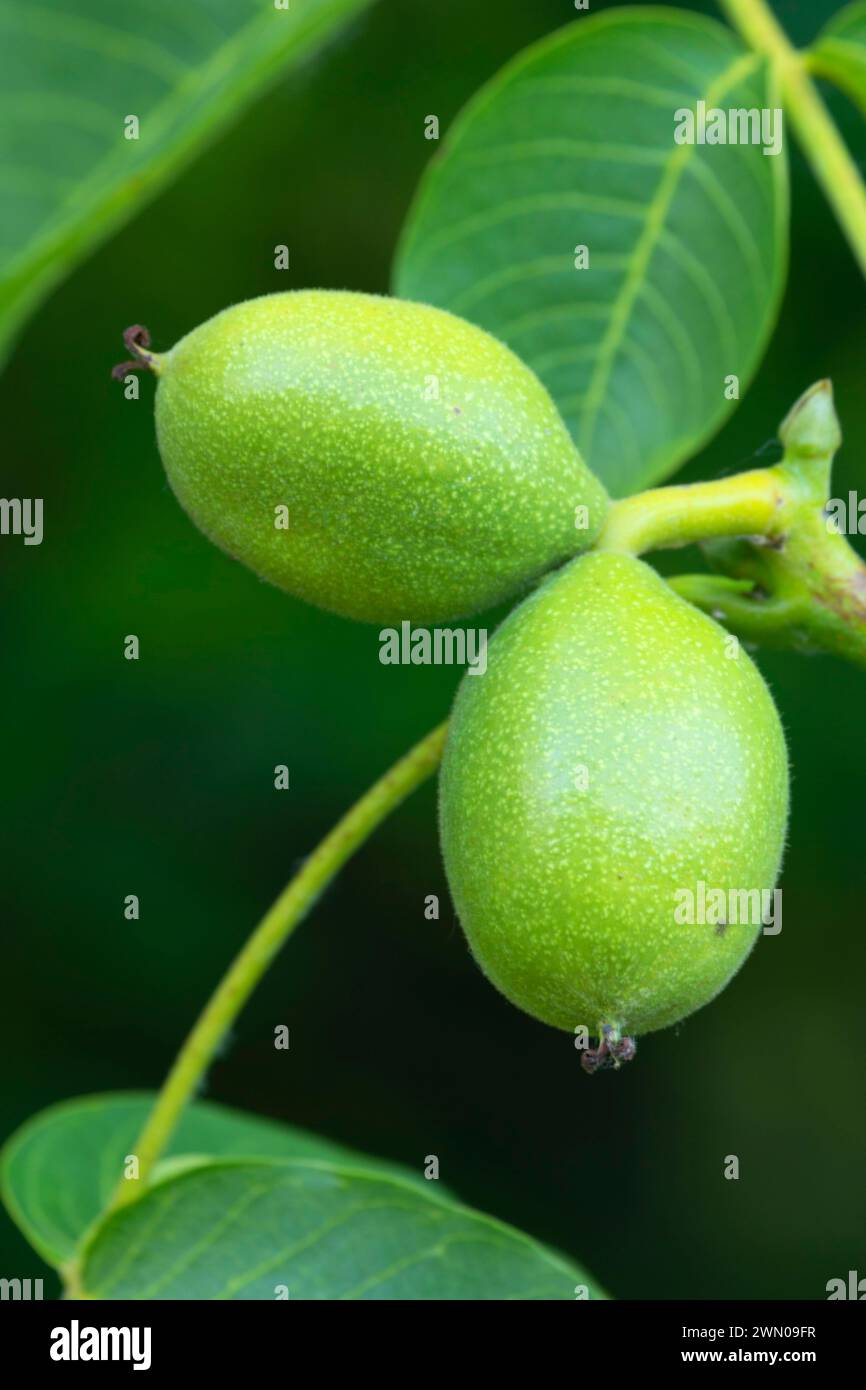 Walnuts orchard hi-res stock photography and images - Alamy