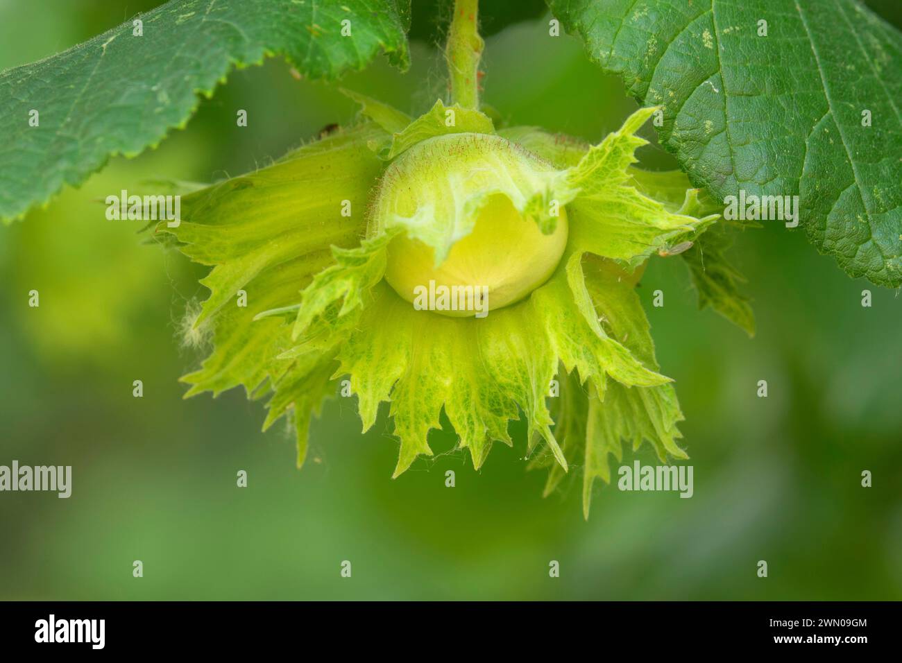 Hazelnut, Willamette Mission State Park, Marion County, Oregon Stock ...
