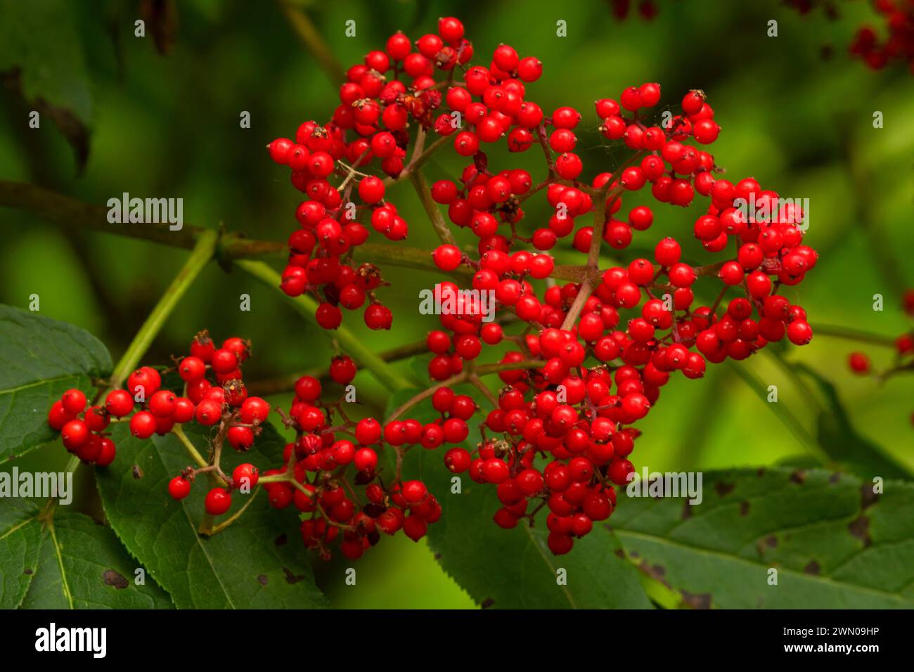 Red elderberry (Sambucus racemosa), Willamette Mission State Park ...