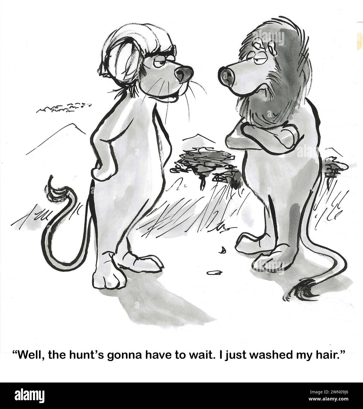 BW cartoon of a female lion telling the male lion she cannot hunt, she ...