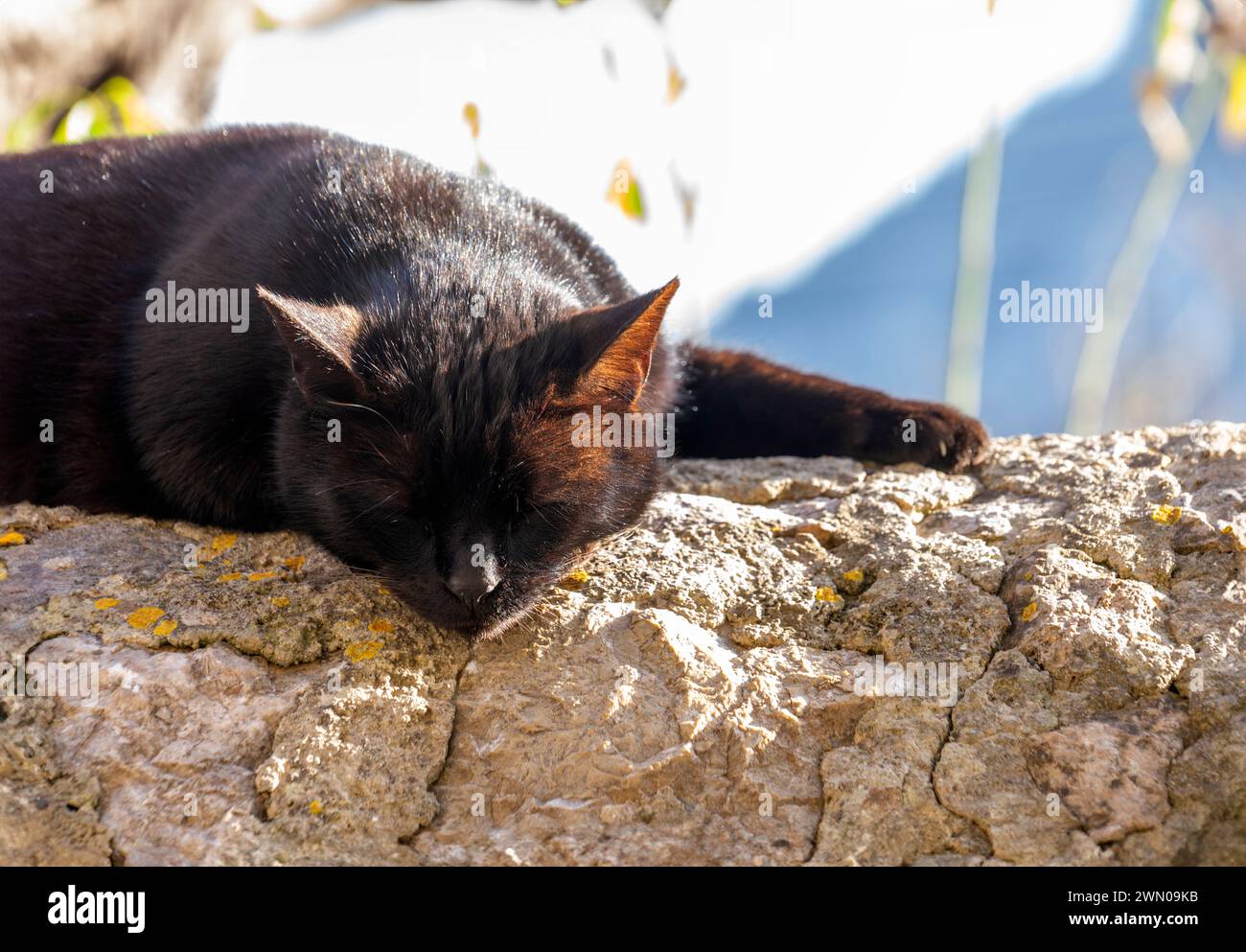 Enjoying a peaceful afternoon moment with her pet hi-res stock ...