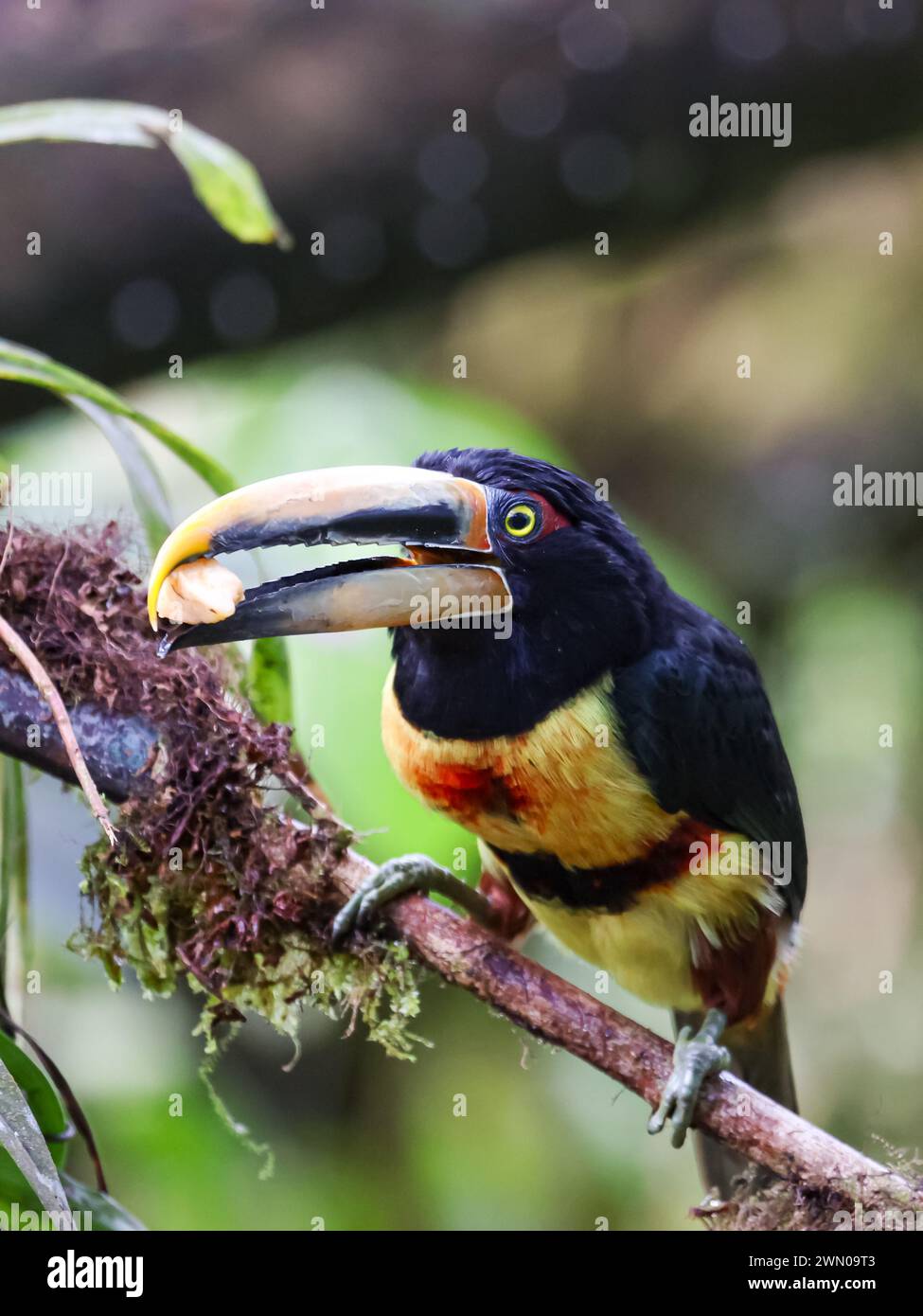 Toucan, Collared Aracari - Pteroglossus torquatus is toucan, a near ...