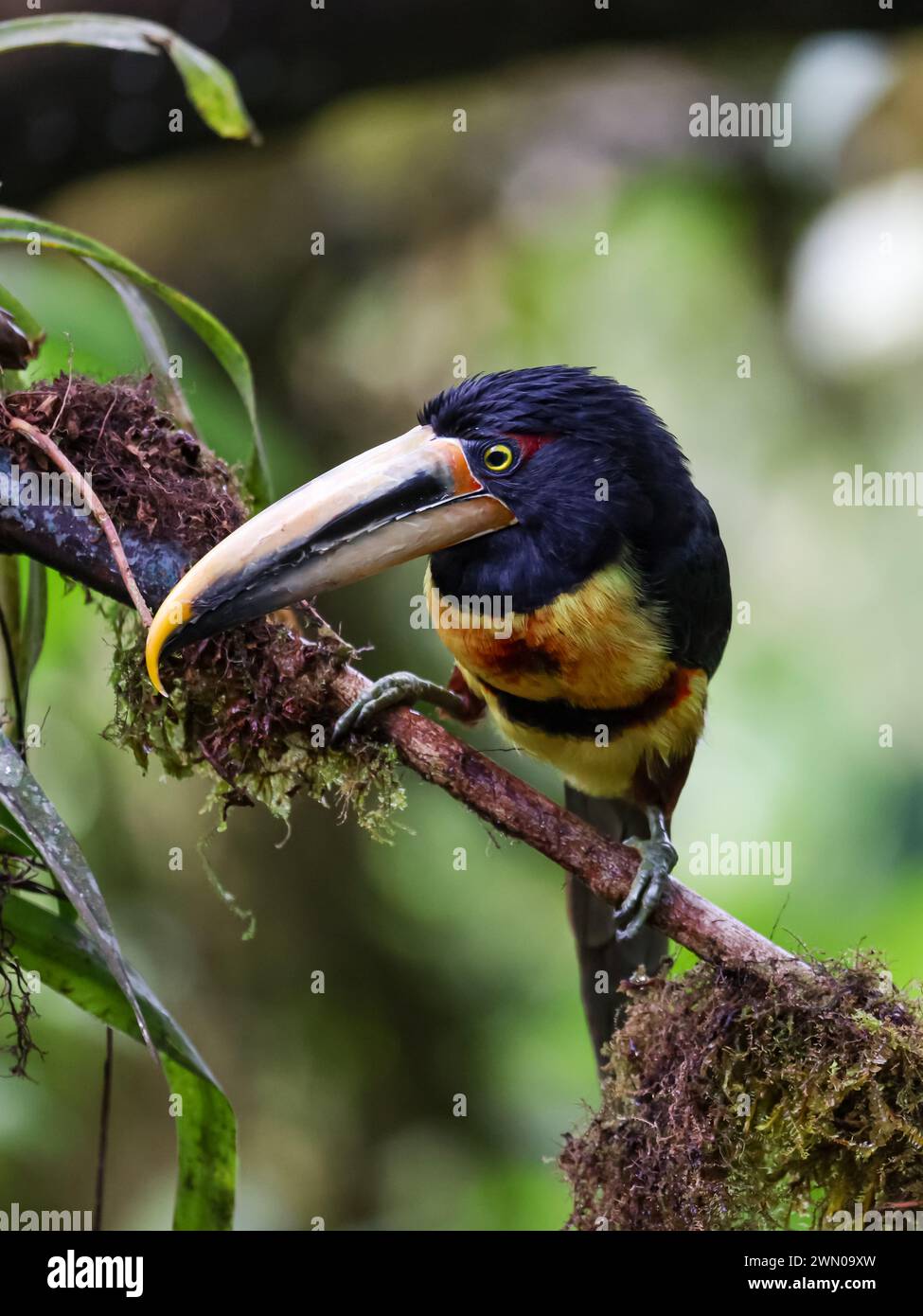 Toucan, Collared Aracari - Pteroglossus torquatus is toucan, a near ...